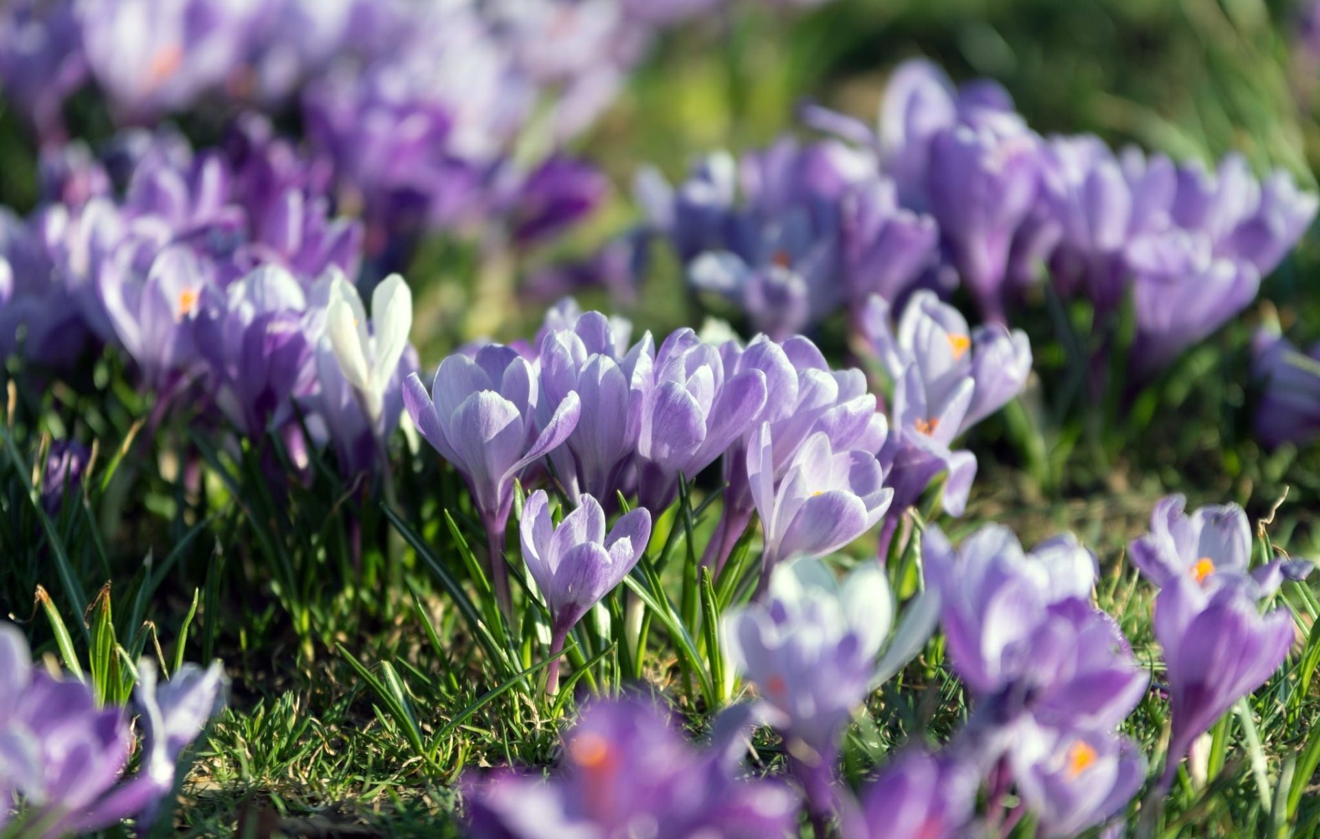 Wallpaper Pretty Crocus Wallpapers
