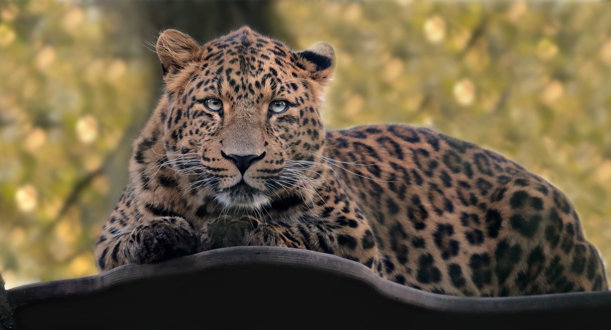 Download Stare Animal Leopard HD Wallpaper