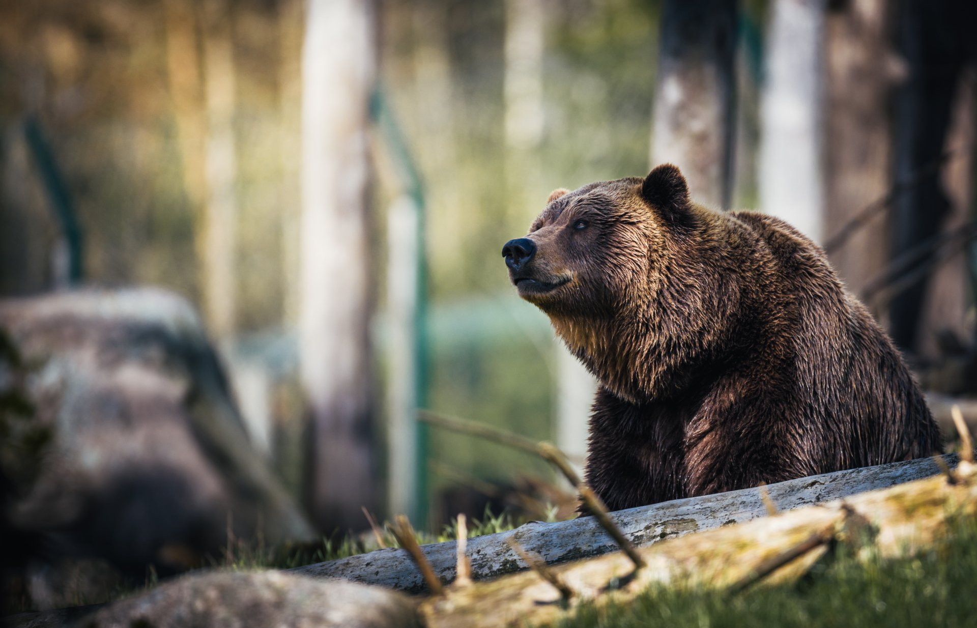 Download Depth Of Field Animal Bear 4k Ultra HD Wallpaper