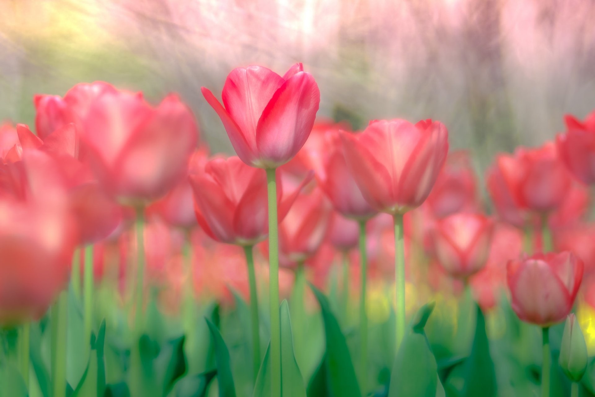 Download Close-up Red Flower Flower Nature Tulip HD Wallpaper ...