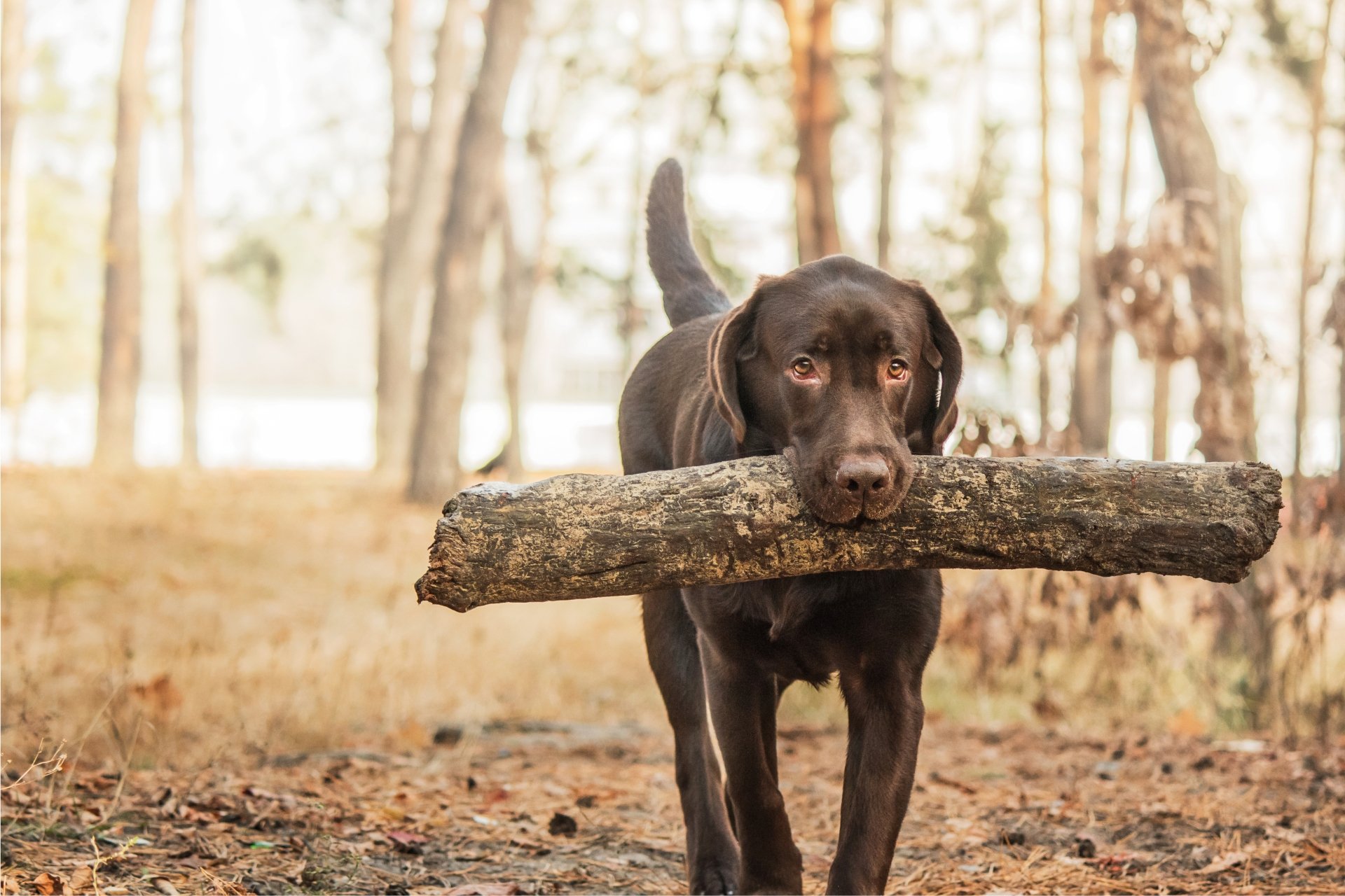 Download Dog Animal Labrador Retriever 4k Ultra HD Wallpaper