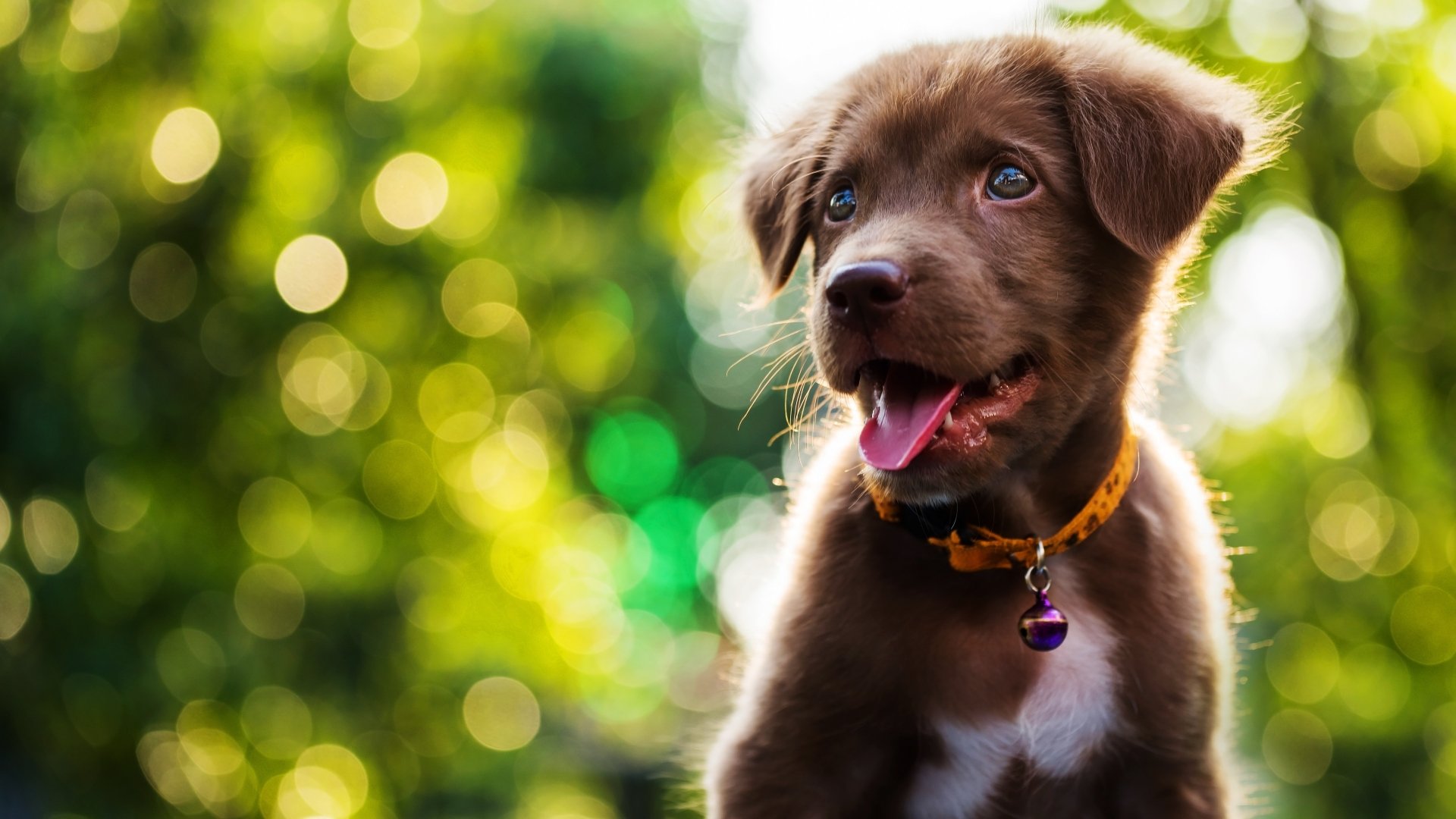 Download Bokeh Puppy Baby Animal Dog Animal Labrador Retriever 4k Ultra ...