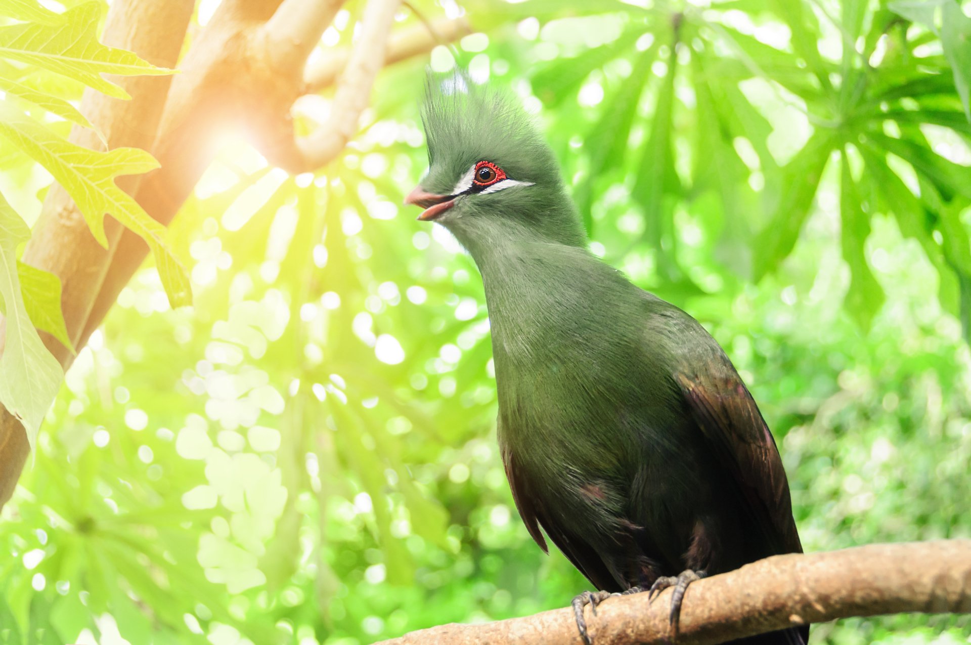 Turaco - Desktop Wallpapers, Phone Wallpaper, PFP, Gifs, and More!