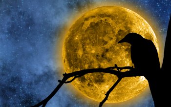 Download Moon Bird Nature PFP