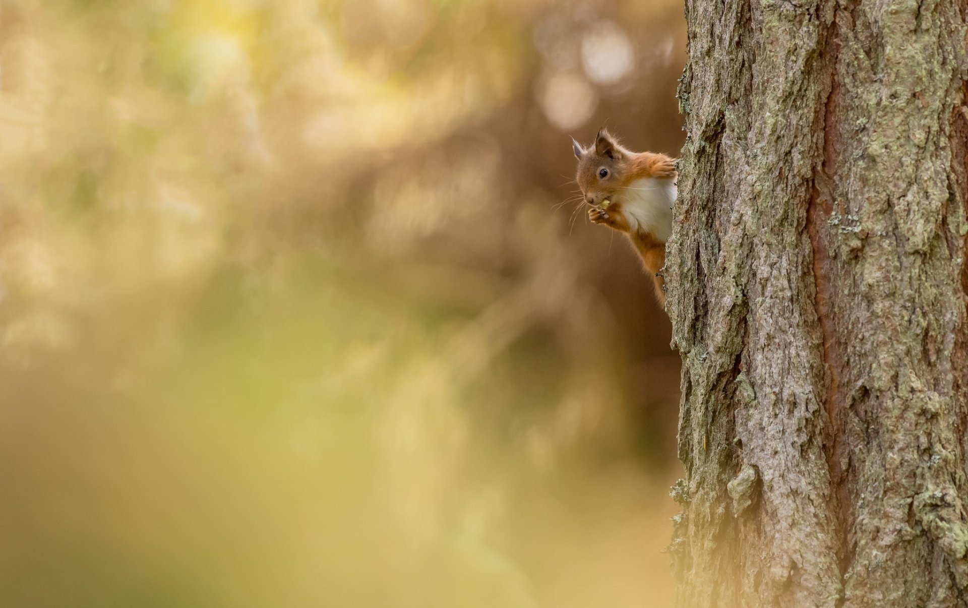 Download Rodent Animal Squirrel HD Wallpaper