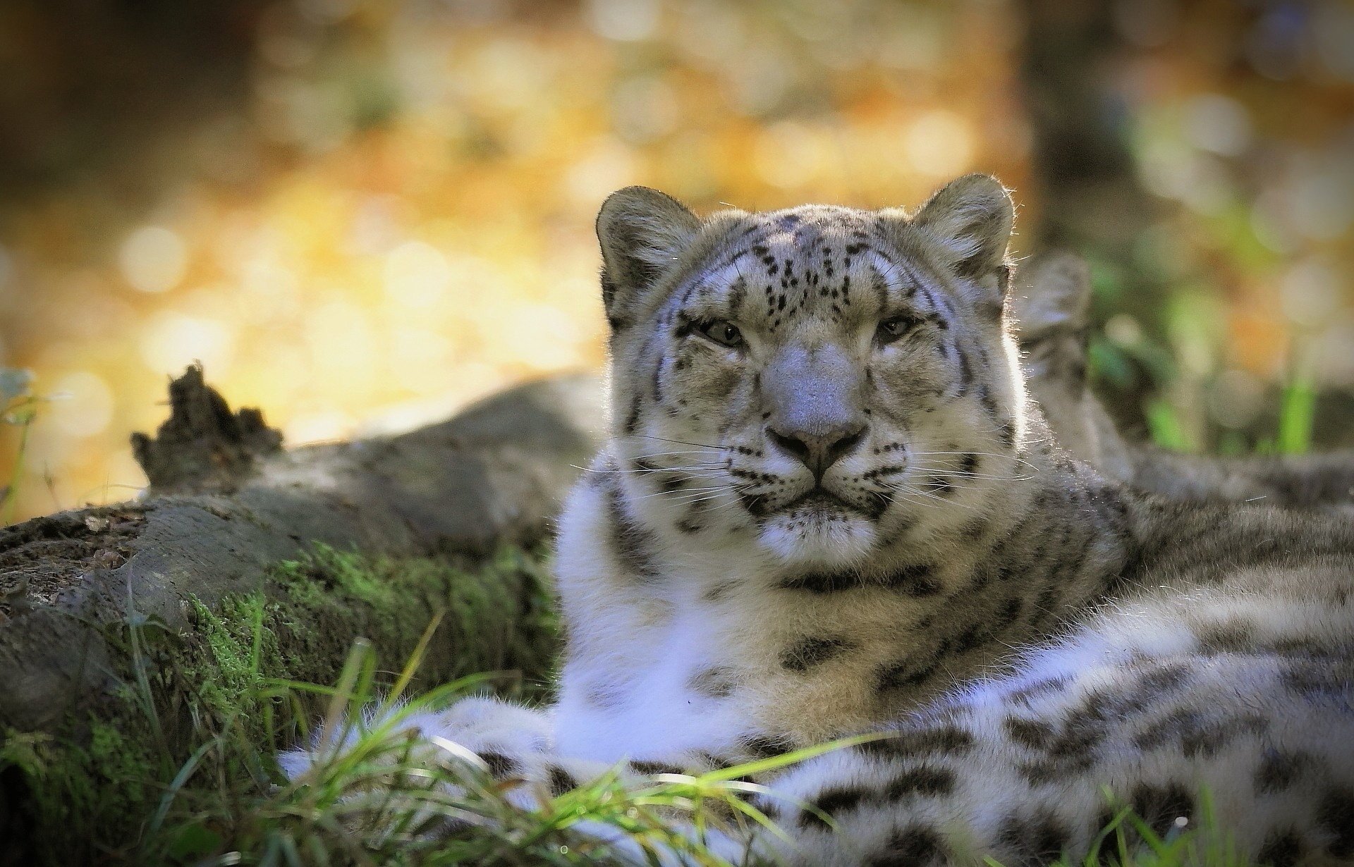 Download Stare Animal Snow Leopard HD Wallpaper