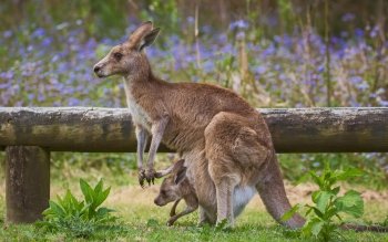 Download Kangaroo Animal PFP