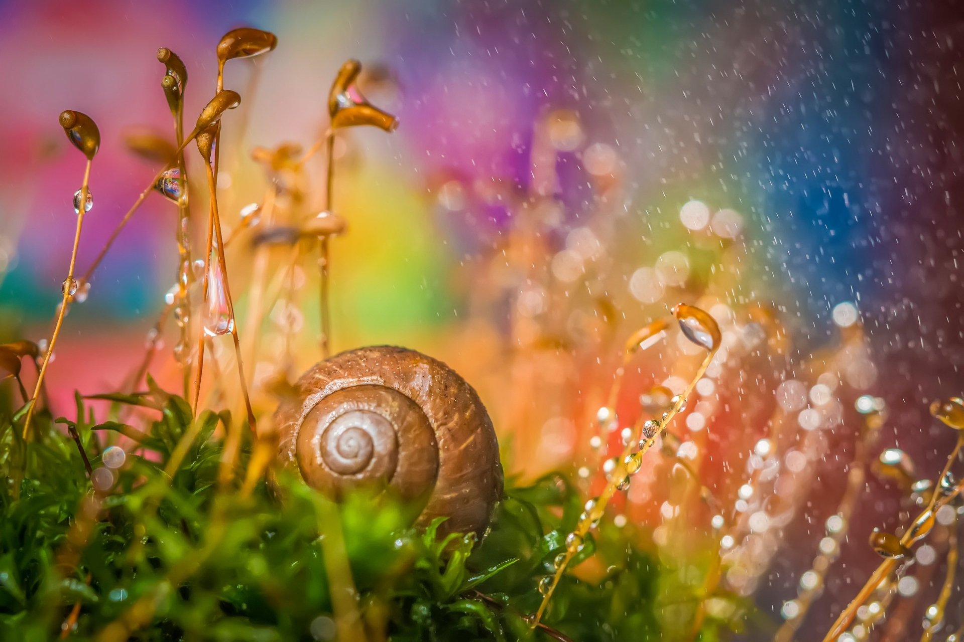 Snail HD Wallpaper