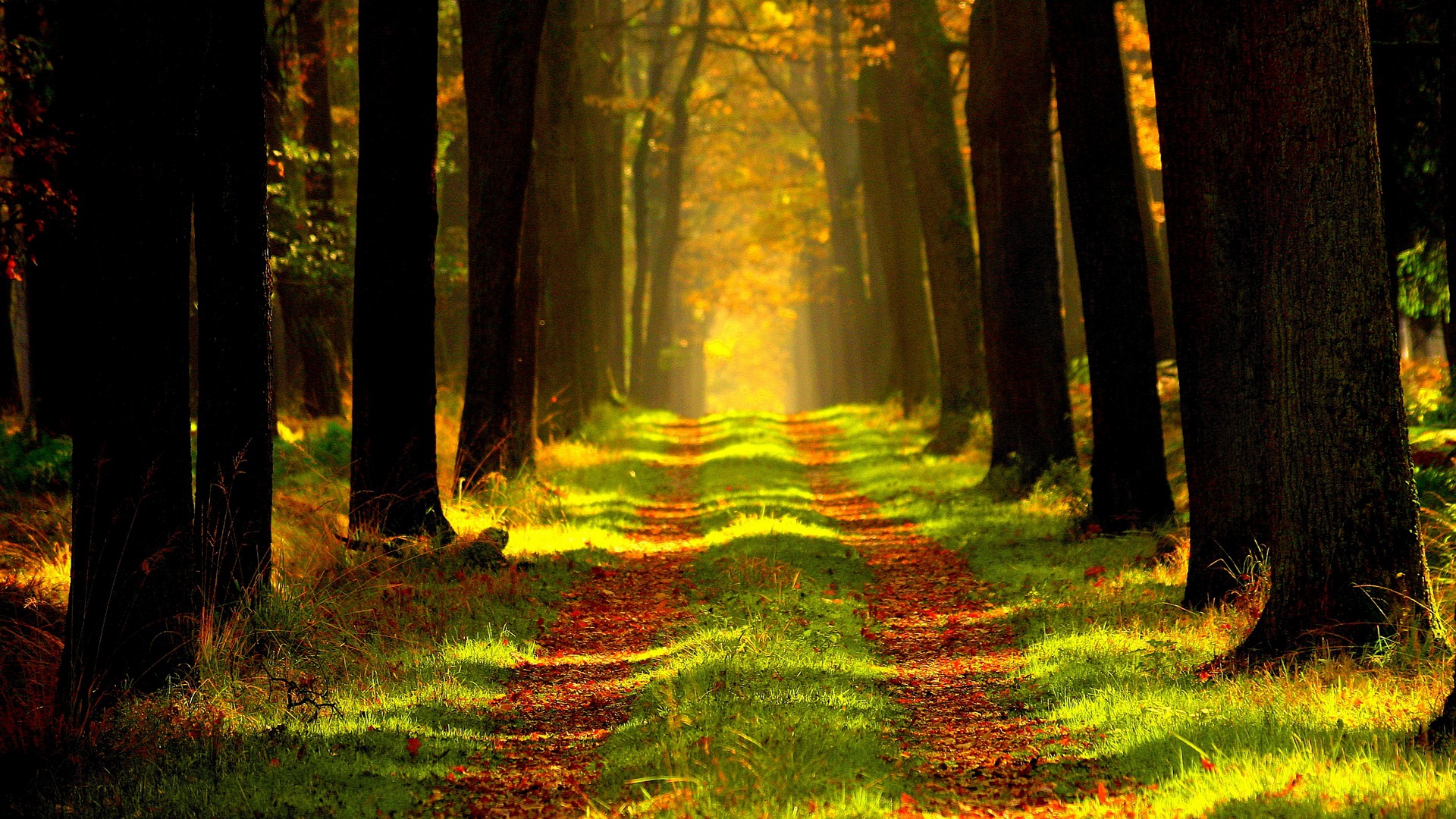 Download Tree Tree-lined Fall Leaf Grass Nature Path HD Wallpaper