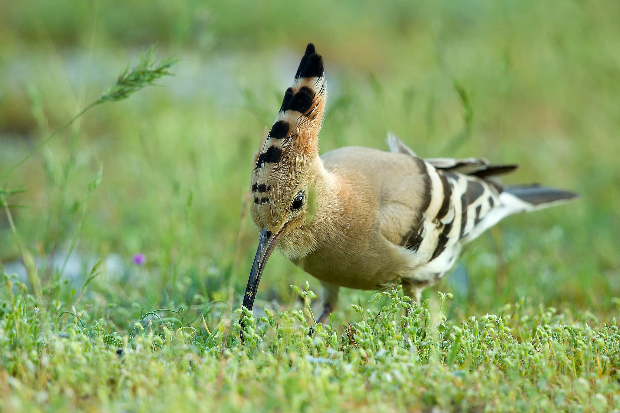 Download Bird Animal Hoopoe HD Wallpaper