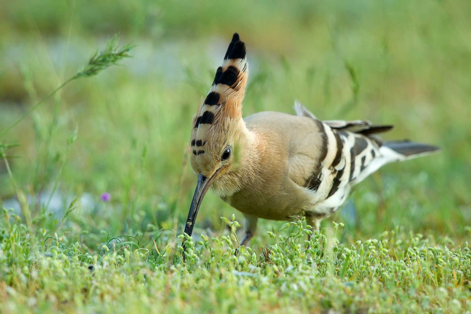 Download Bird Animal Hoopoe HD Wallpaper