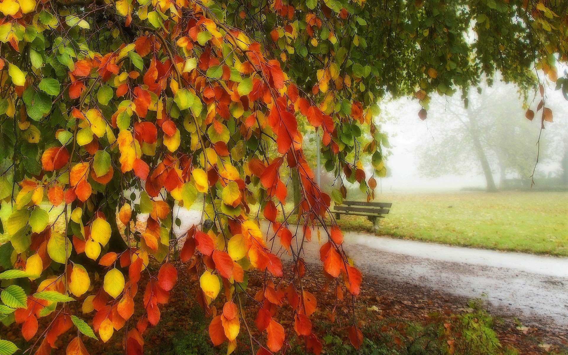 Download Fall Nature Leaf HD Wallpaper | 1920x1200 | Wallpaper Abyss