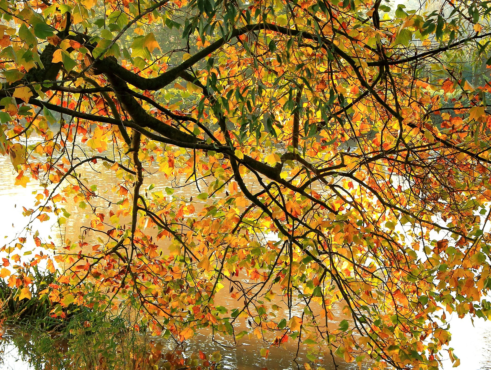 Autumn Tree Branch by the River