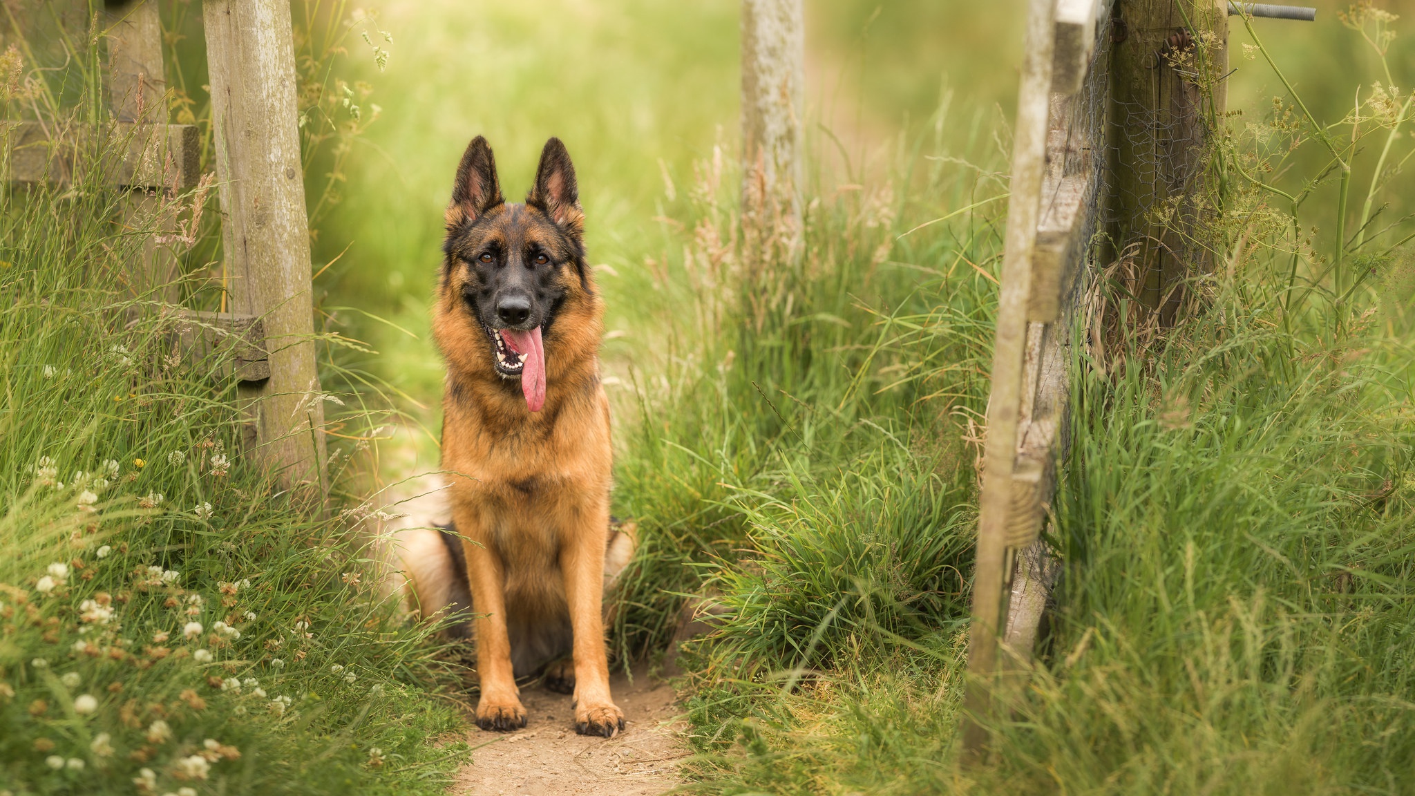 Majestic German Shepherd HD Wallpaper: Nature’s Loyal Guardian