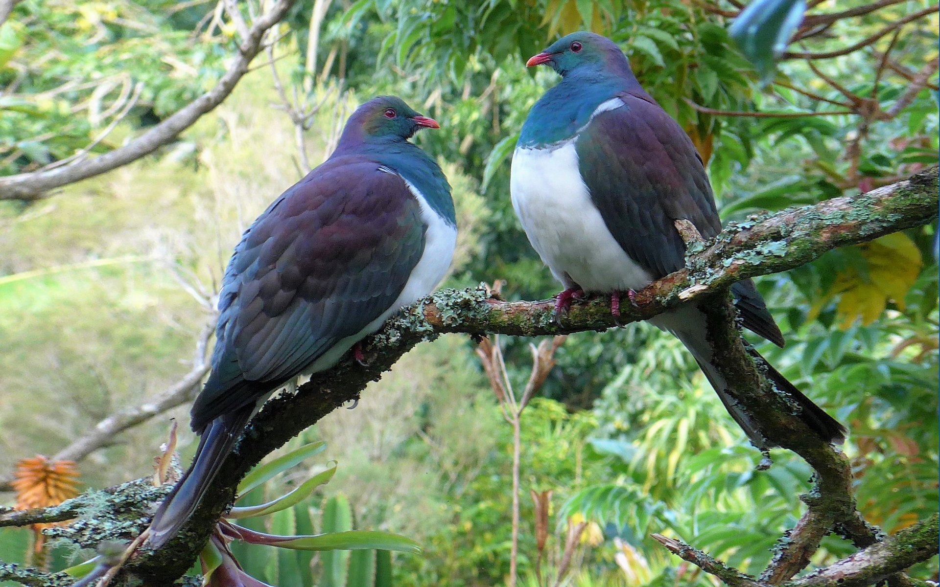 Download Bird Animal Pigeon HD Wallpaper