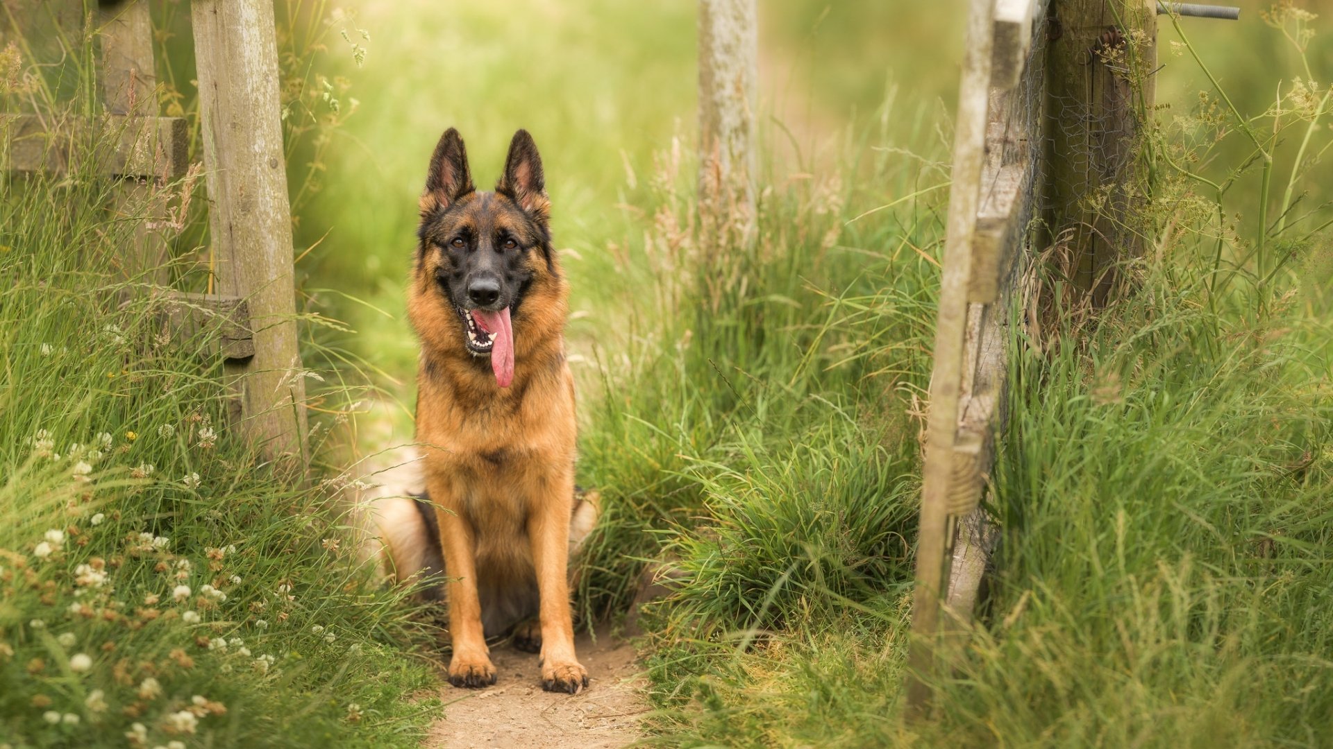 Majestic German Shepherd HD Wallpaper: Nature’s Loyal Guardian