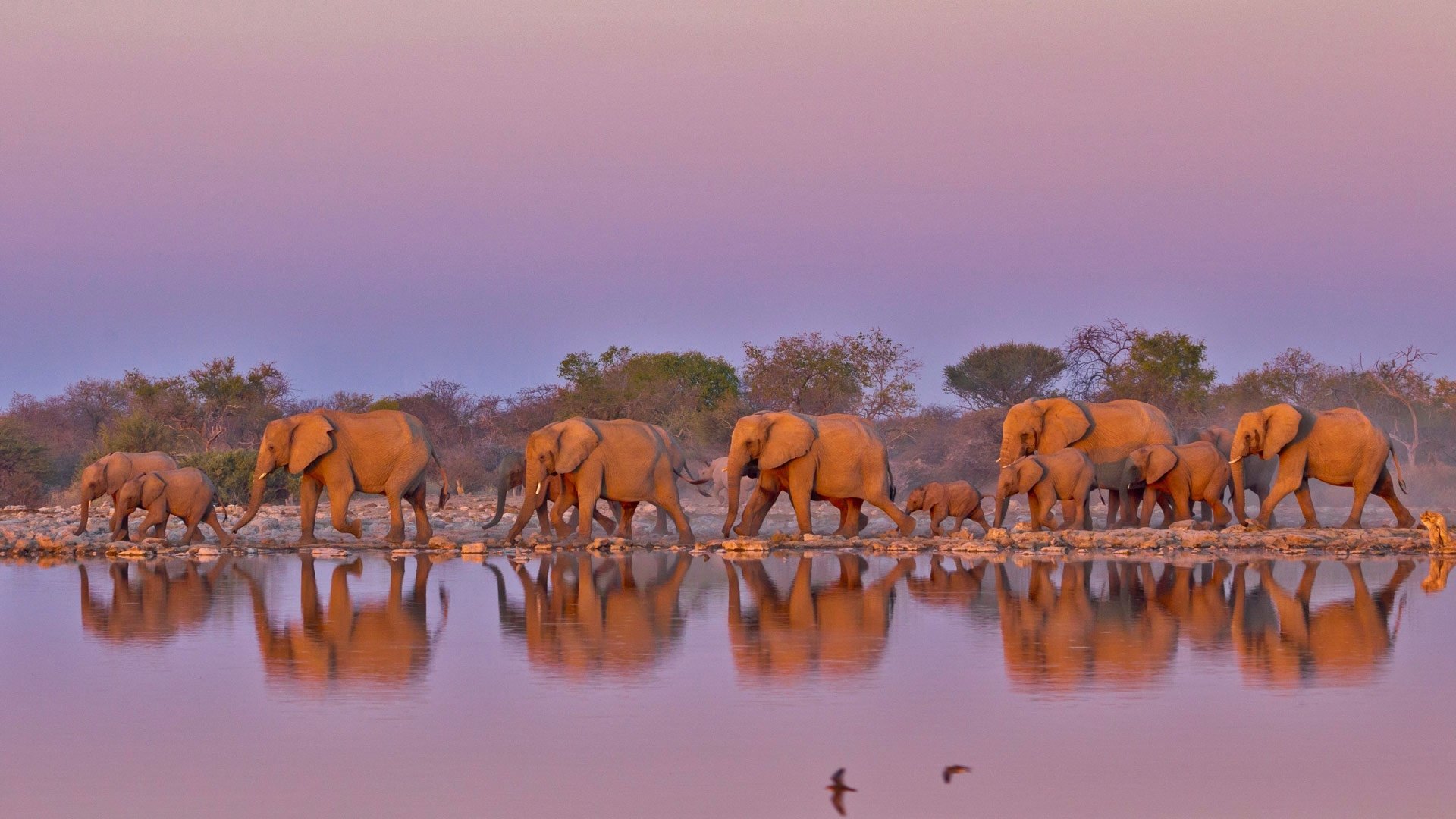 Majestic African Bush Elephants Reflecting in Serene HD Landscape ...