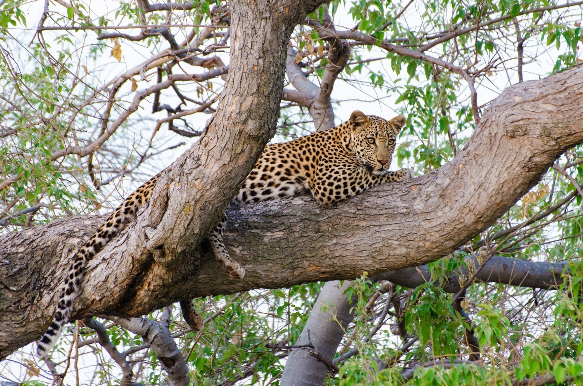 Majestic Leopard HD Wallpaper: Serenity in the Trees | 2000x1324 ...