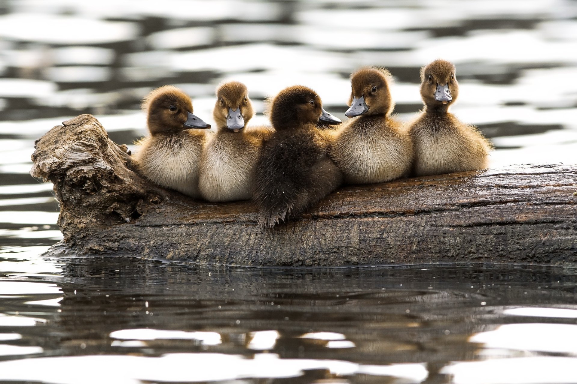Charming Baby Ducklings: HD Animal Wallpaper Delight