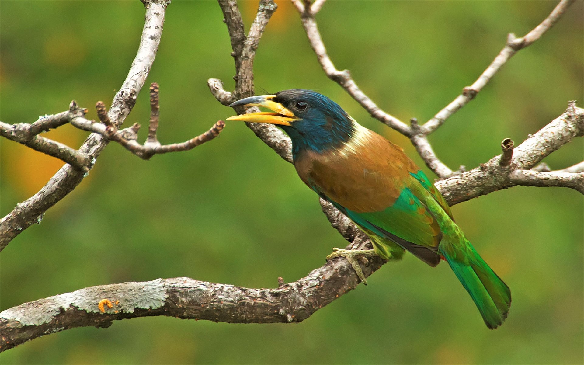 Download Great Barbet Branch Animal Barbet HD Wallpaper