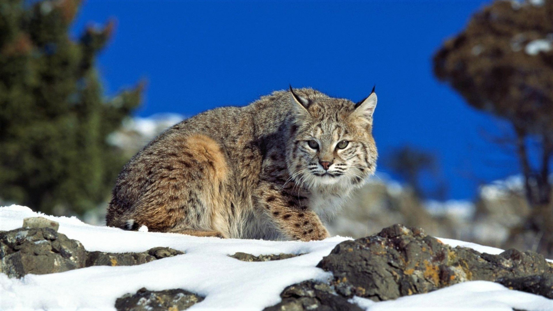 Download Snow Animal Lynx HD Wallpaper