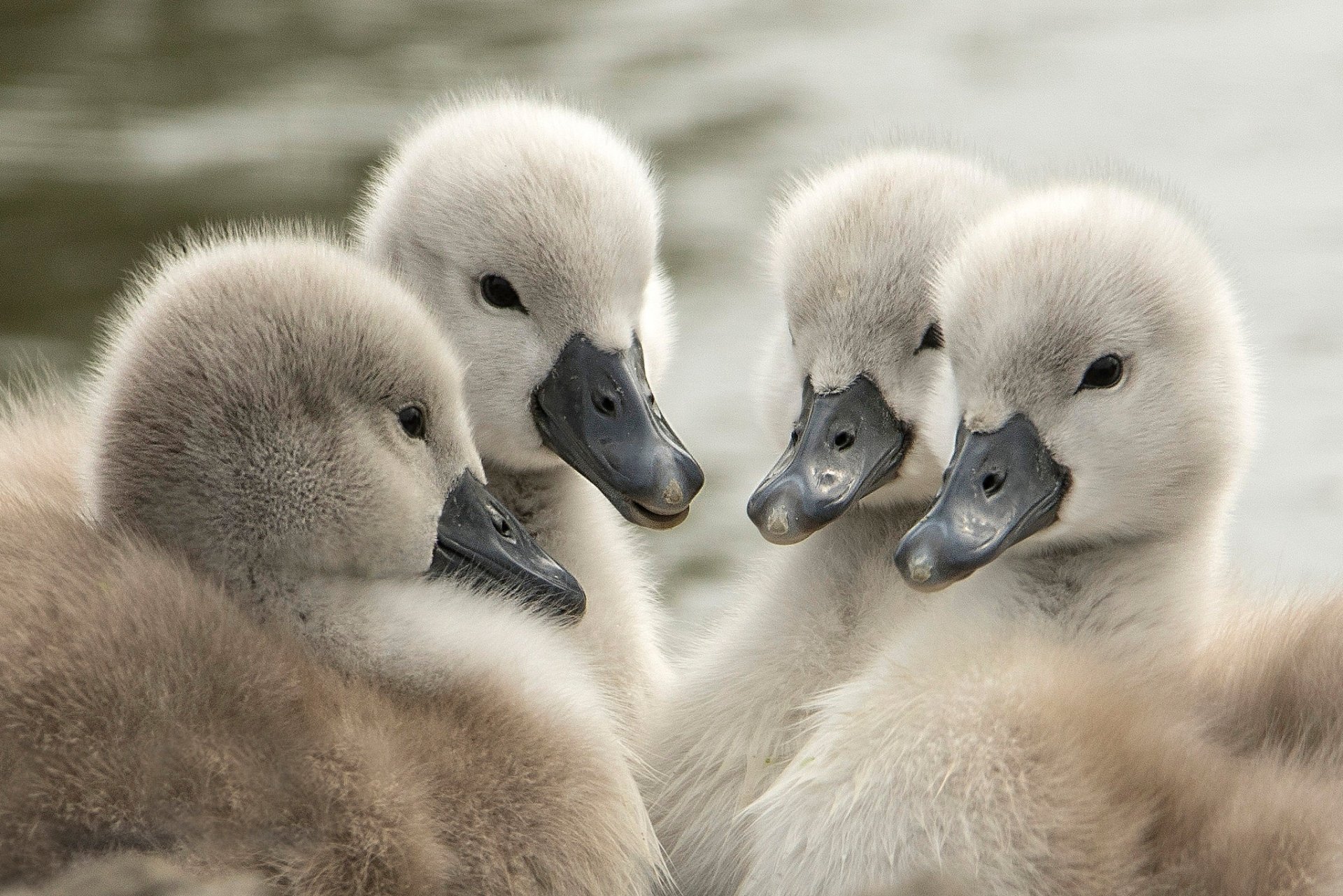 Adorable Cygnet Quartet: HD Baby Swan Animal Wallpaper
