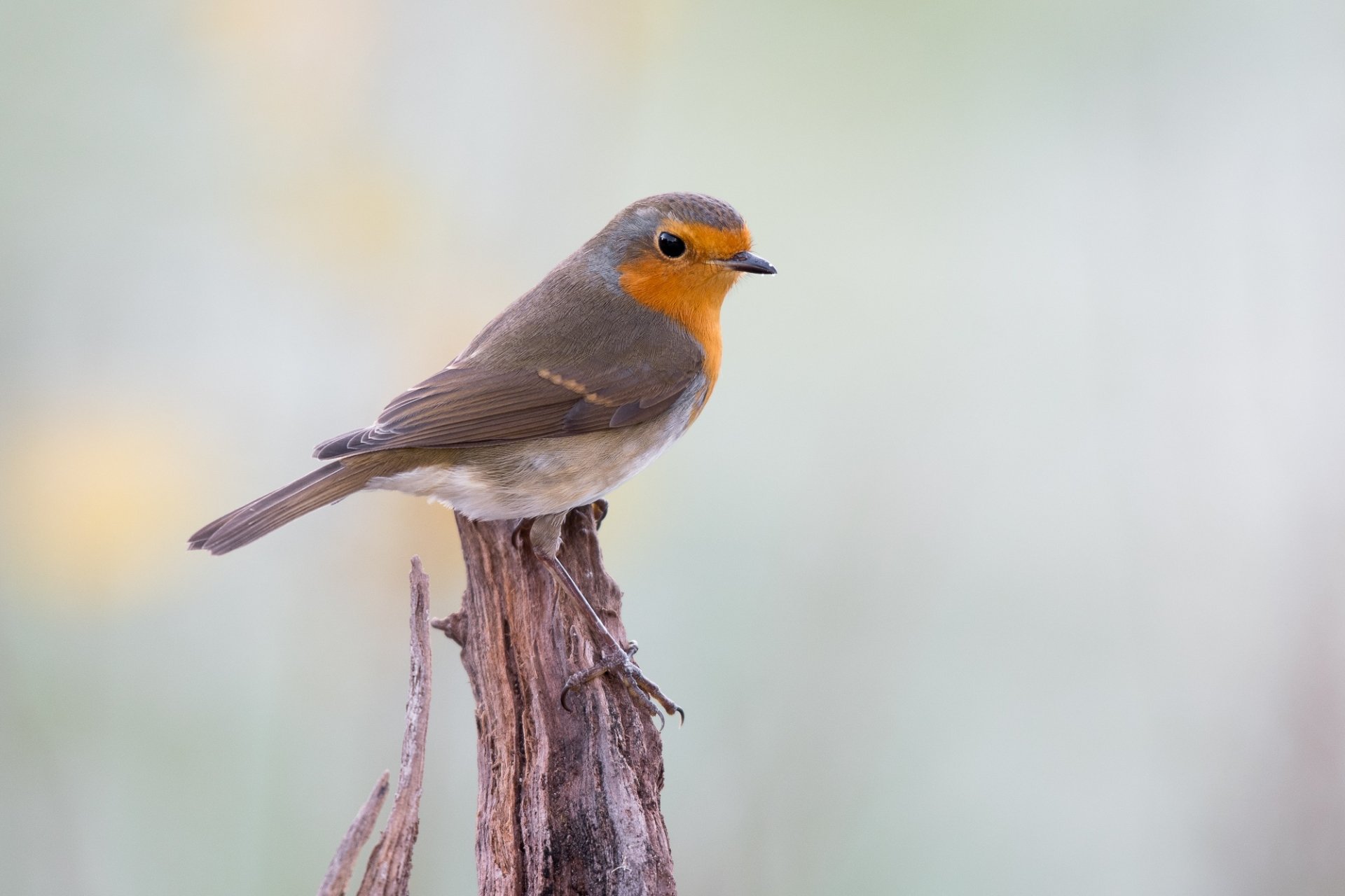 Download Bird Animal Robin HD Wallpaper