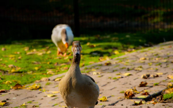 [30+] Goose 4k Wallpapers