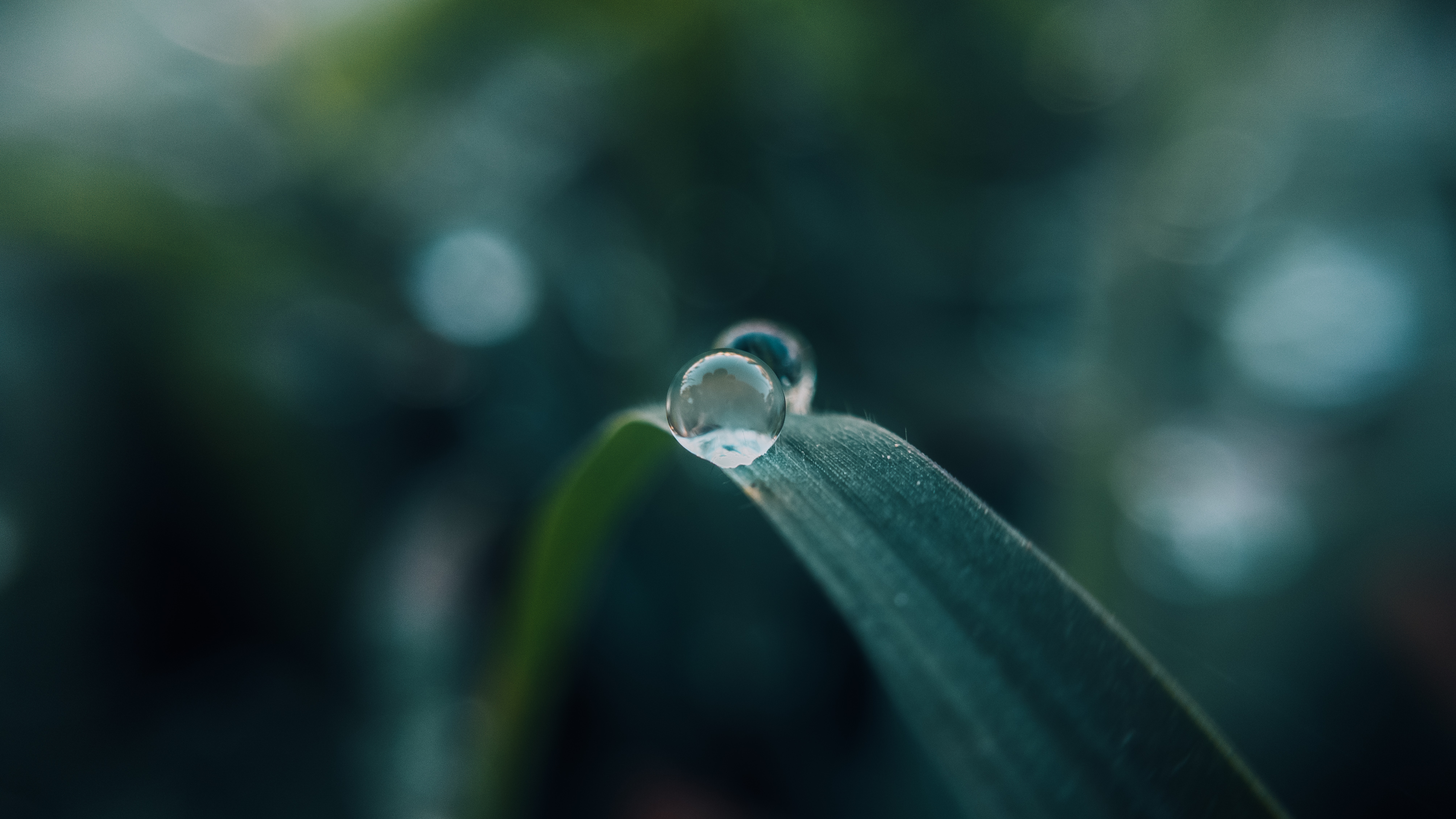 Download Macro Nature Water Drop 4k Ultra HD Wallpaper