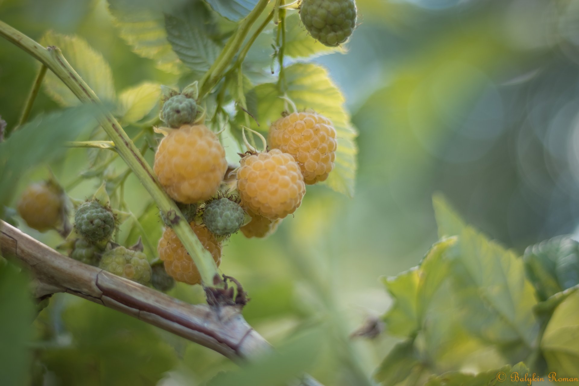 Download Food Raspberry 4k Ultra HD Wallpaper by Vergilius