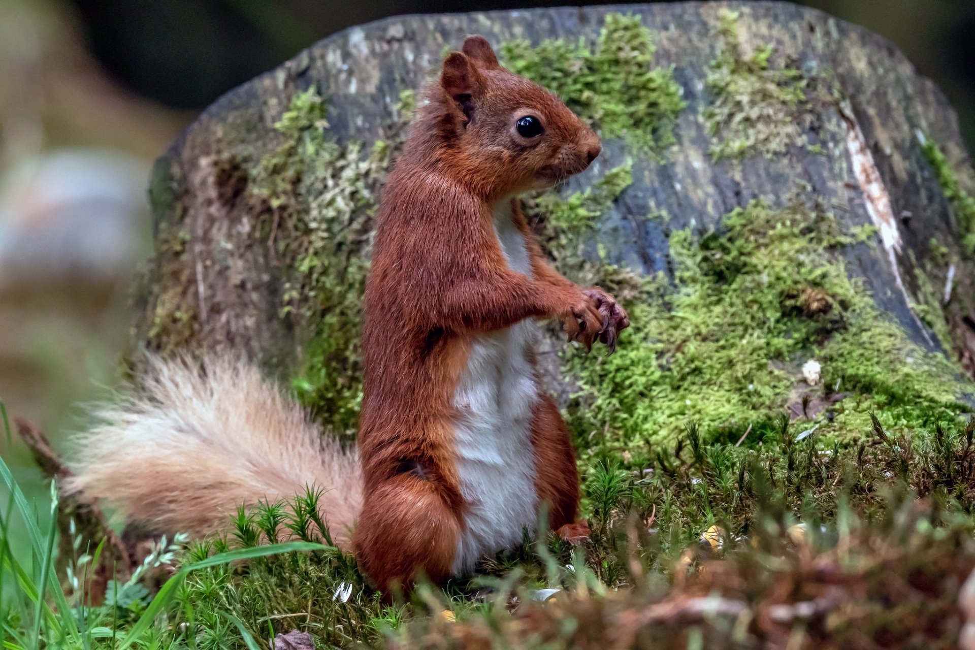 Squirrel HD Wallpaper