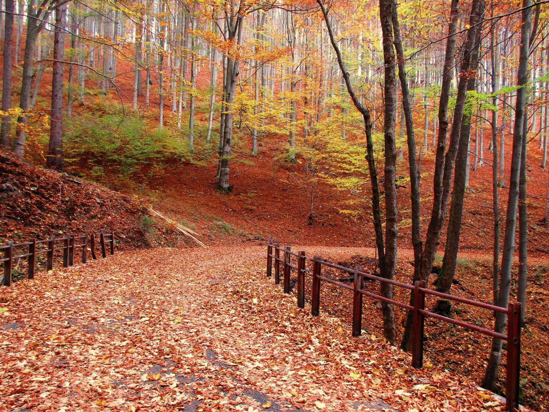 Autumn Pathway Bridge: 4K Ultra HD Nature Escape by Trissha