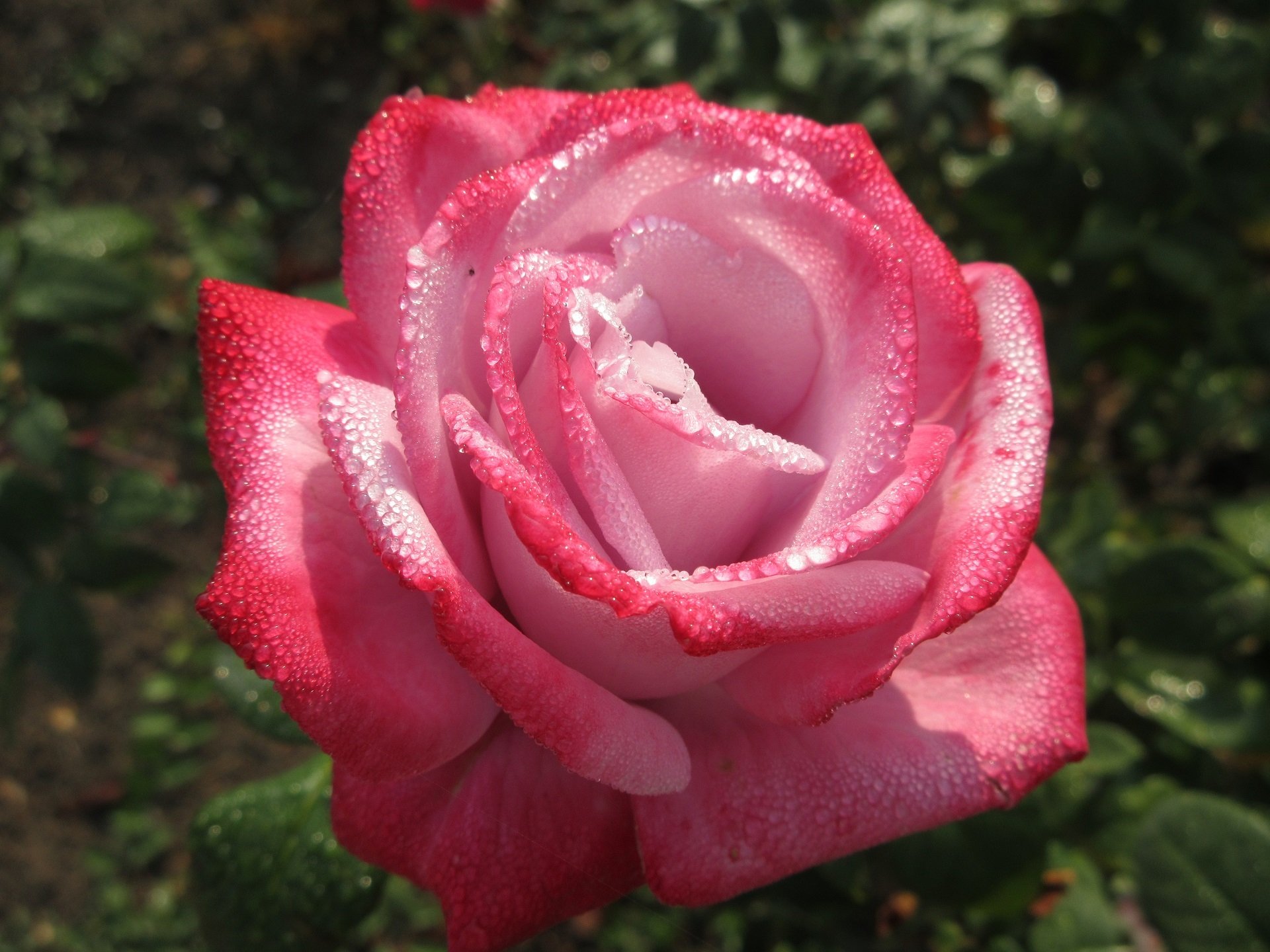 Download Nature Rose HD Wallpaper by Meduzanol