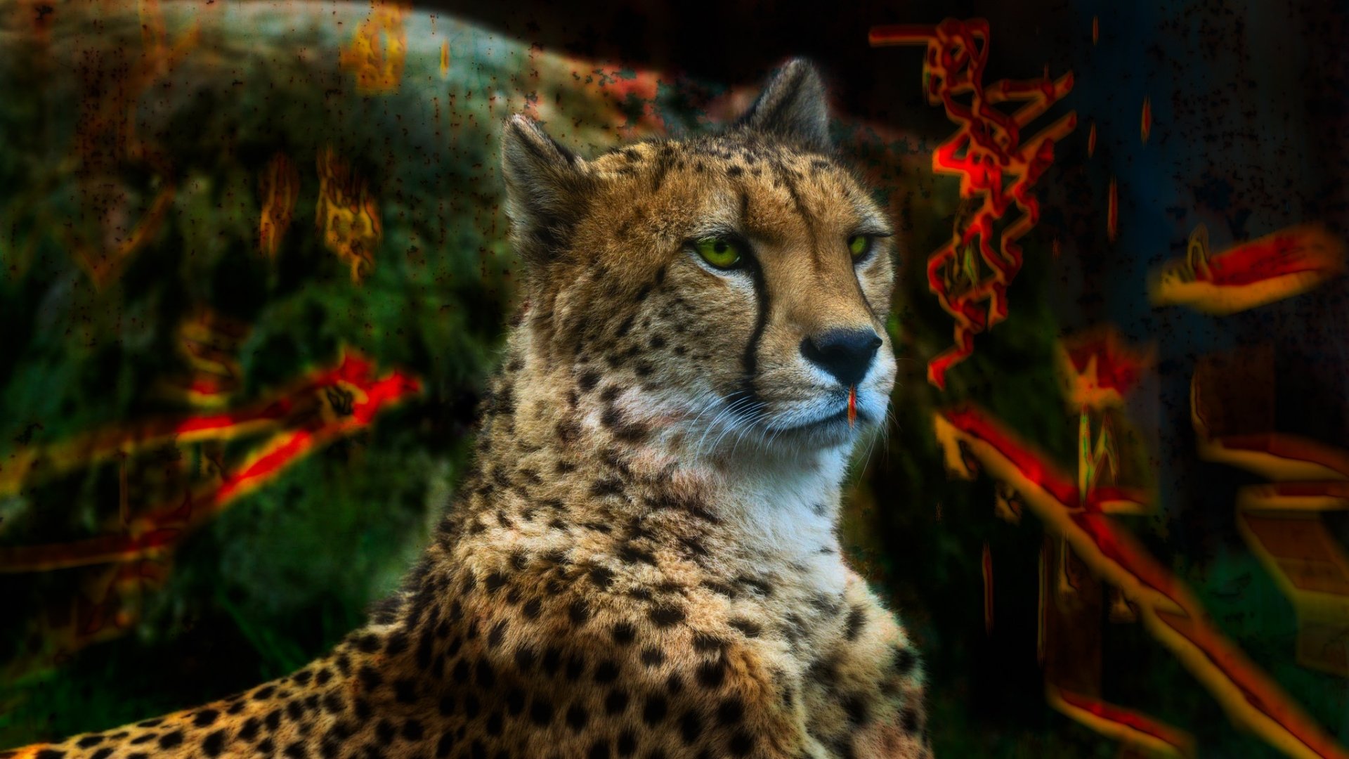 Download Animal Cheetah HD Wallpaper