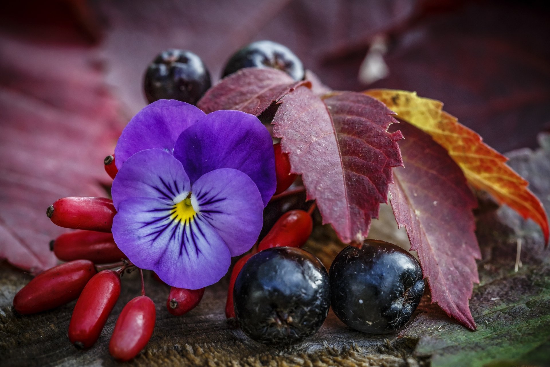 Download Berry Photography Still Life HD Wallpaper