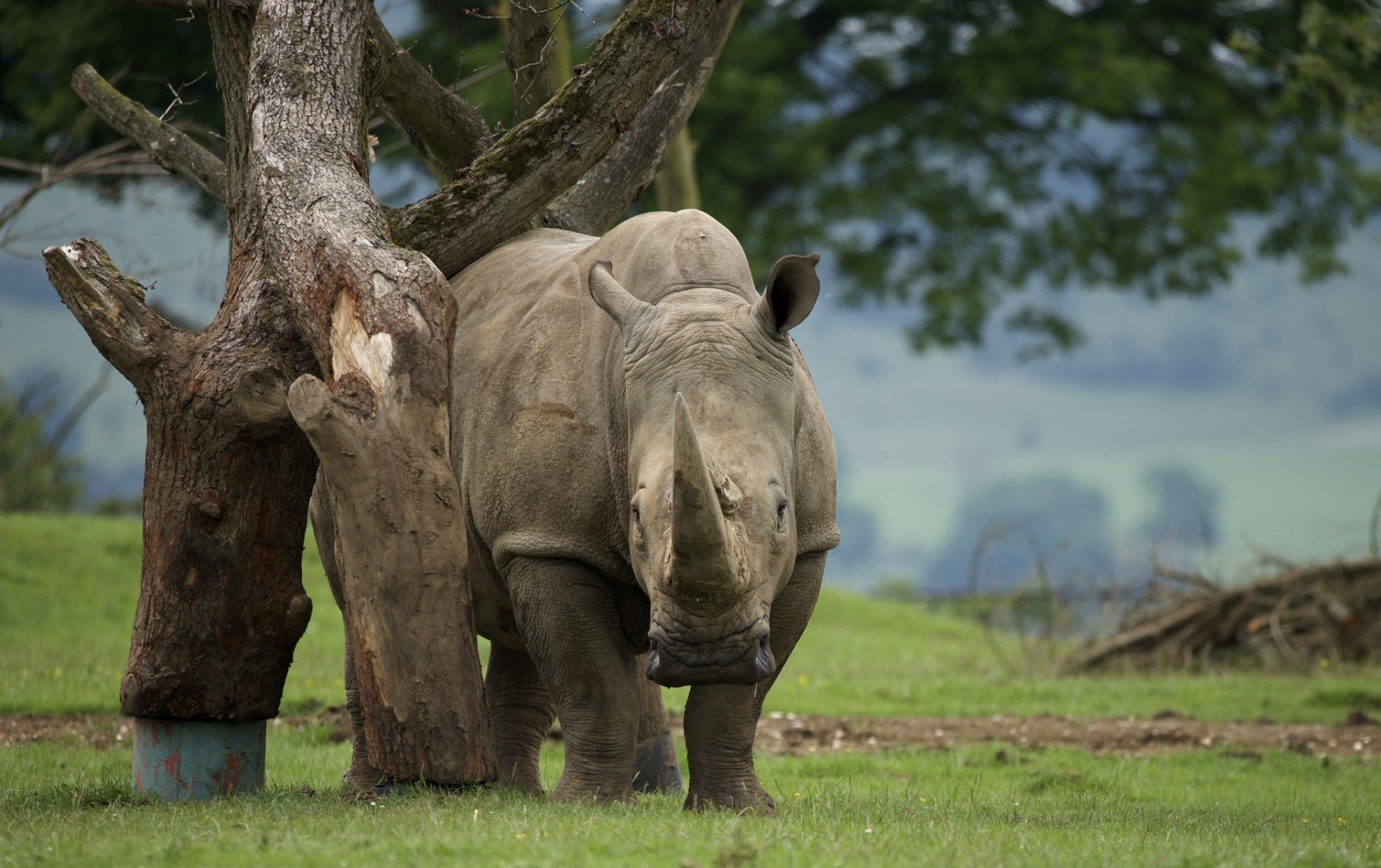 Download Animal Rhino HD Wallpaper