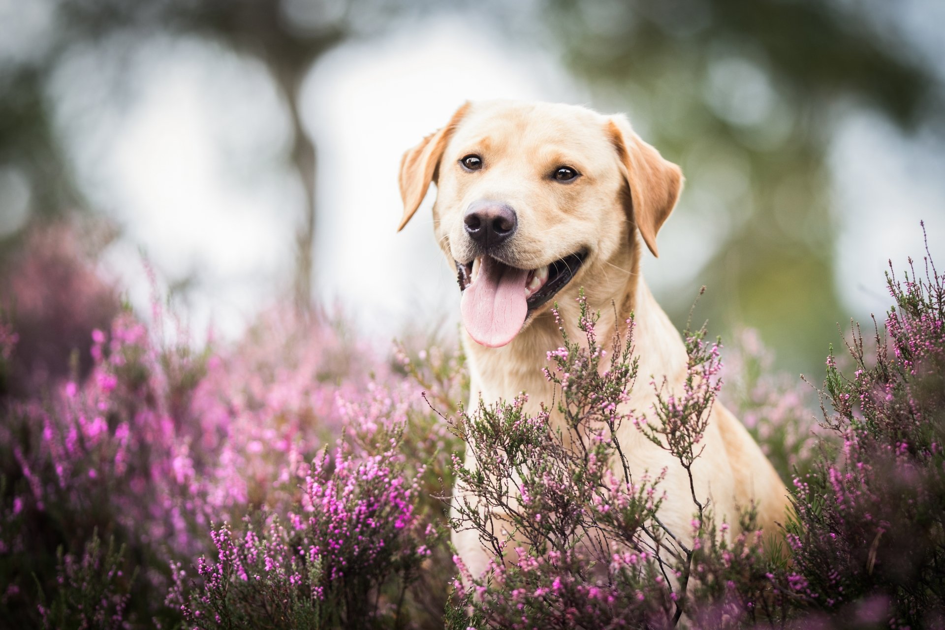 Download Lavender Dog Animal Labrador Retriever 4k Ultra HD Wallpaper