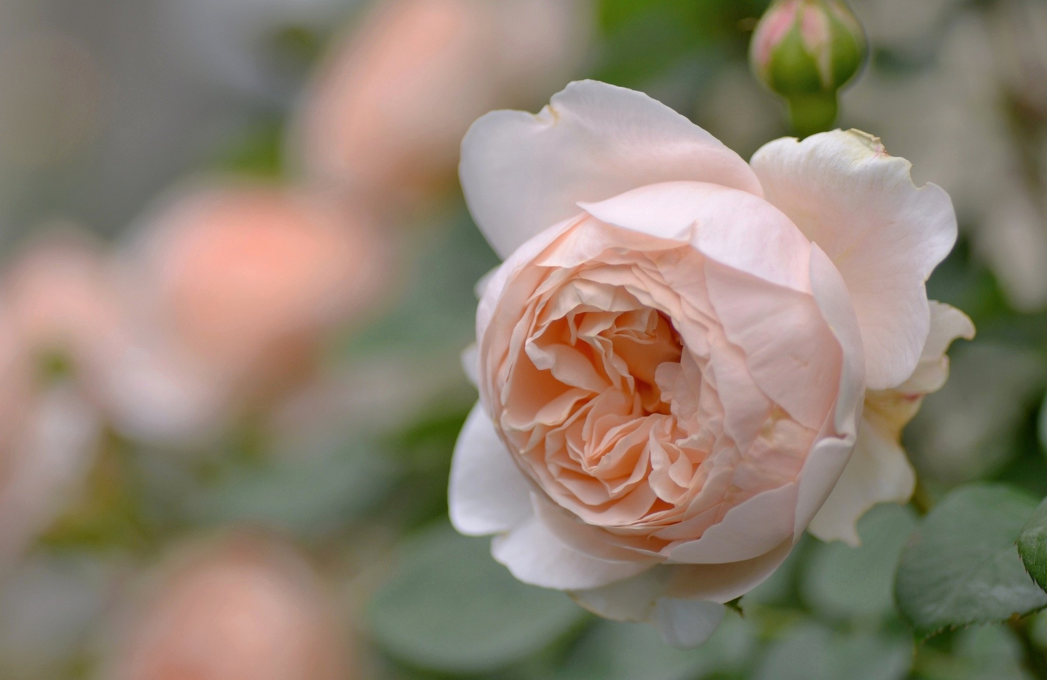 Download Nature Rose HD Wallpaper