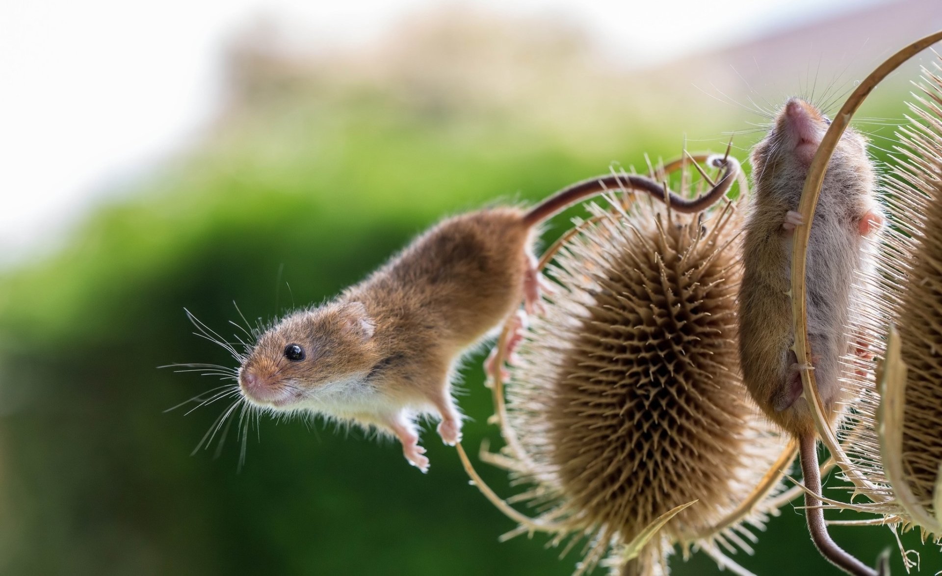 Download Animal Mouse HD Wallpaper