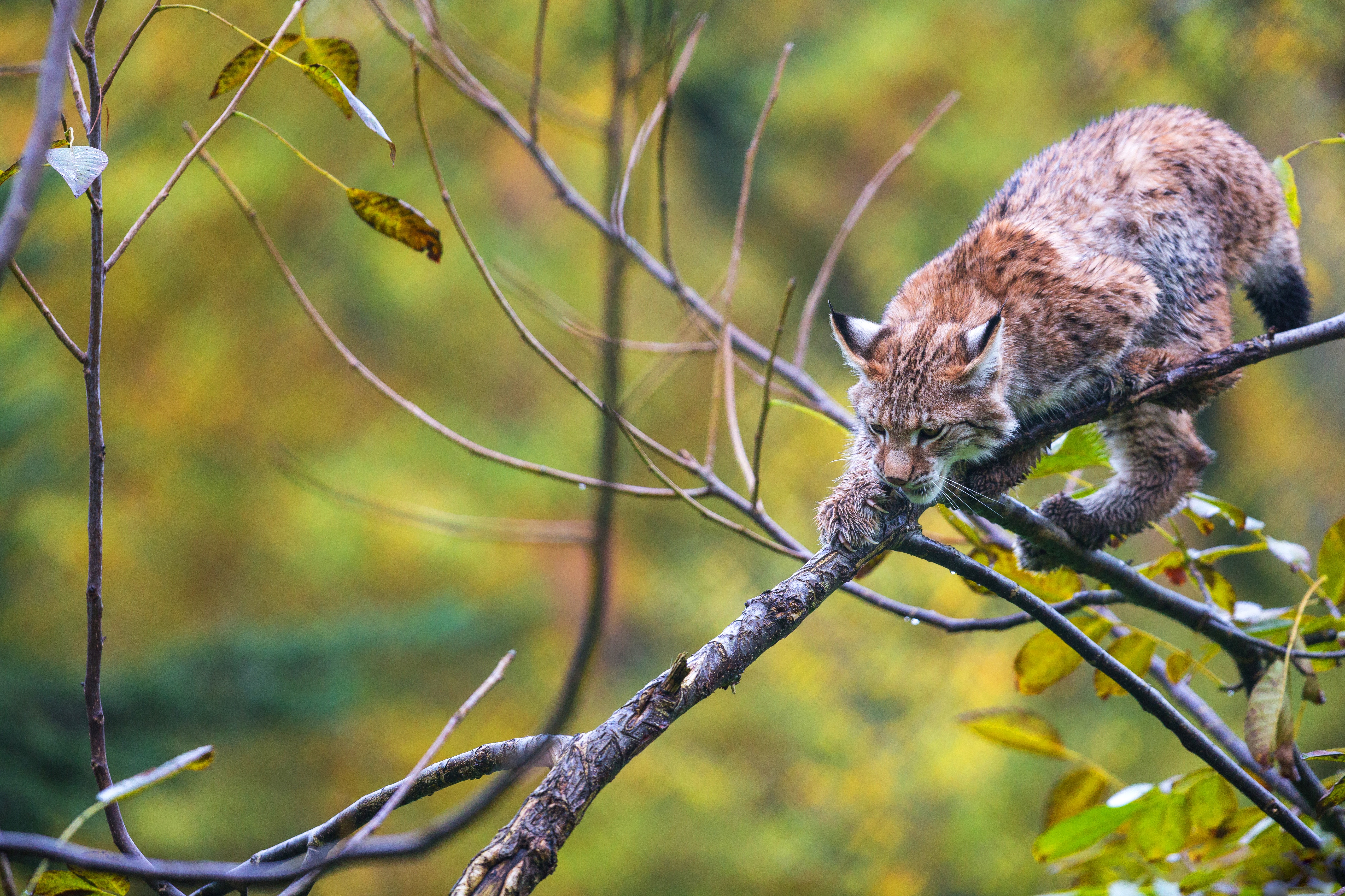 Download Animal Lynx 4k Ultra HD Wallpaper