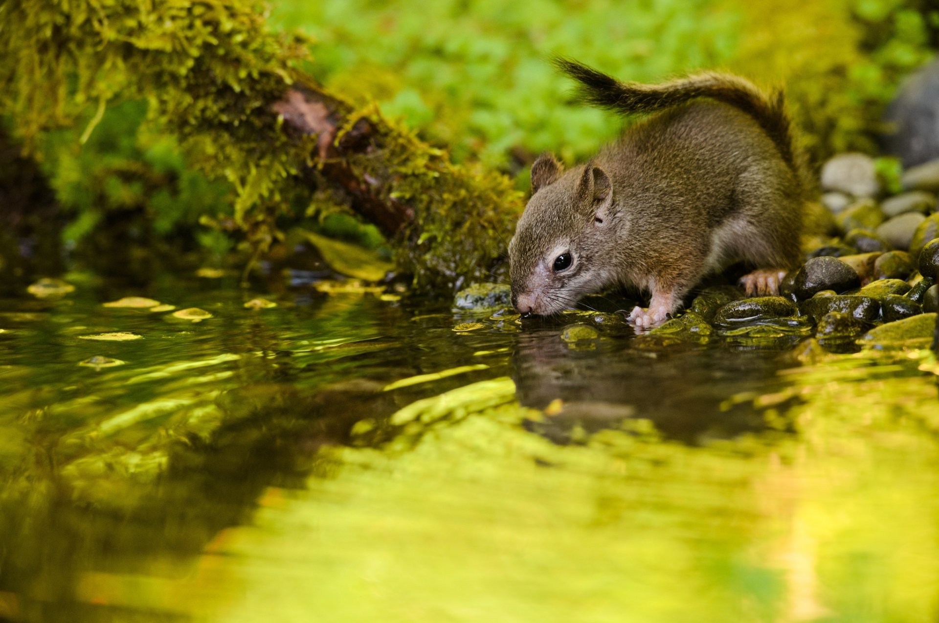 Streamside Squirrel — HD Wildlife Wallpaper | 2048x1358 | Wallpaper Abyss