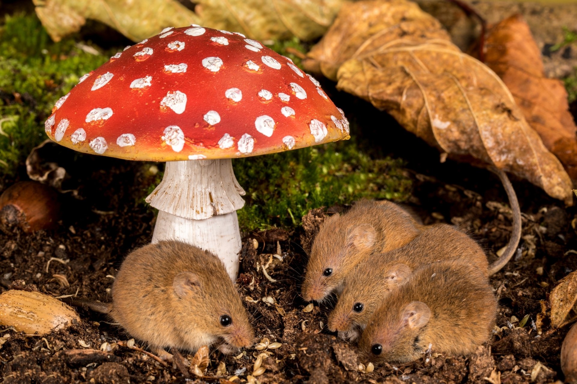 Download Mushroom Animal Mouse HD Wallpaper | 2048x1365 | Wallpaper Abyss
