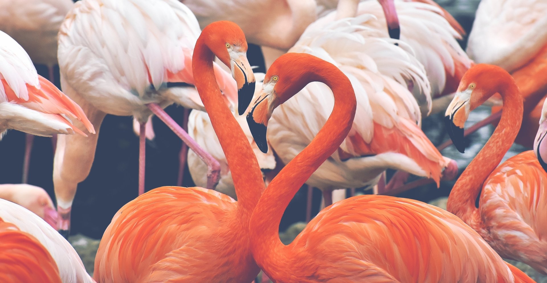 Download Bird Animal Flamingo 4k Ultra HD Wallpaper
