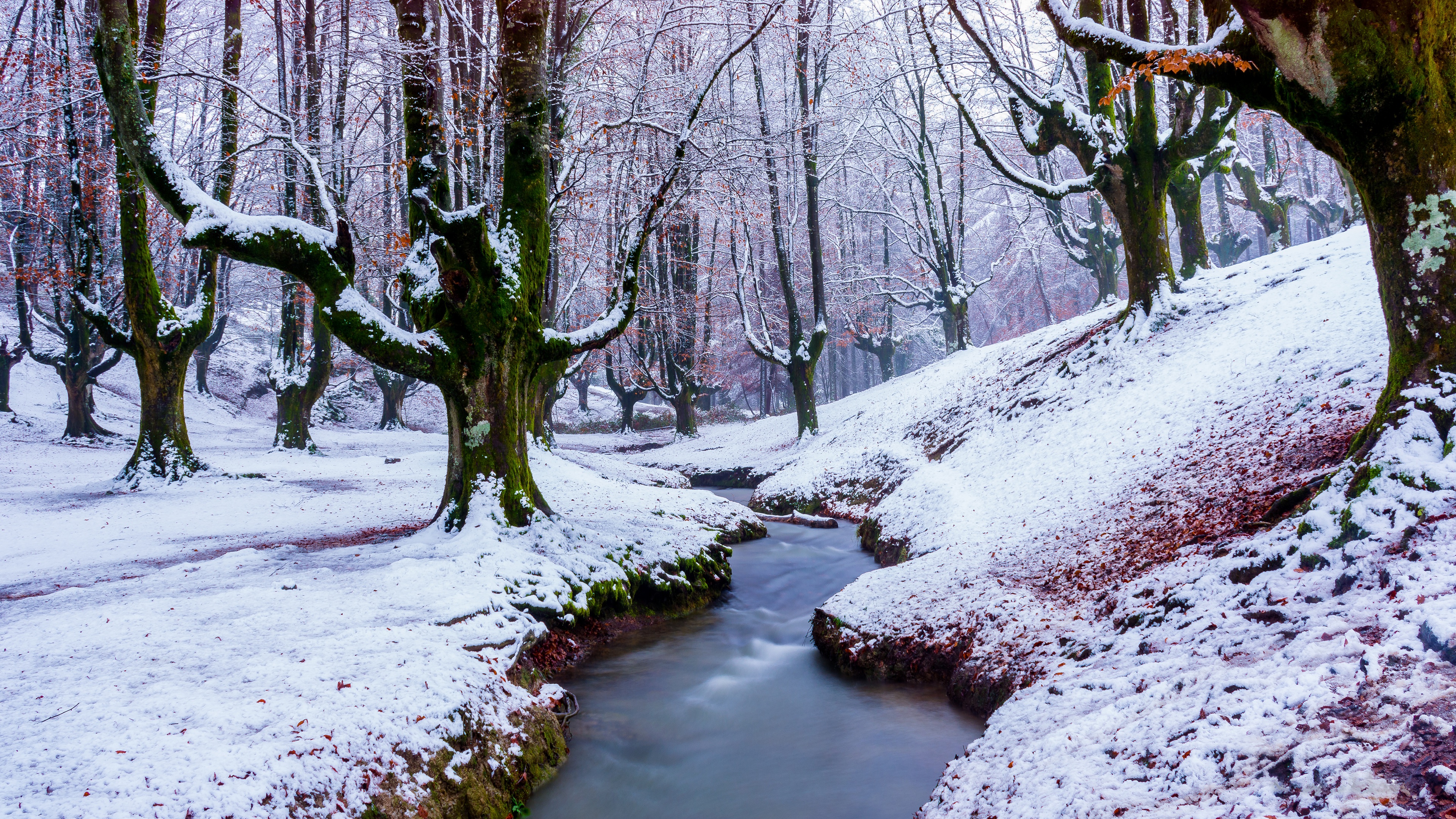 Download Tree Snow Forest Winter Nature Stream 4k Ultra HD Wallpaper