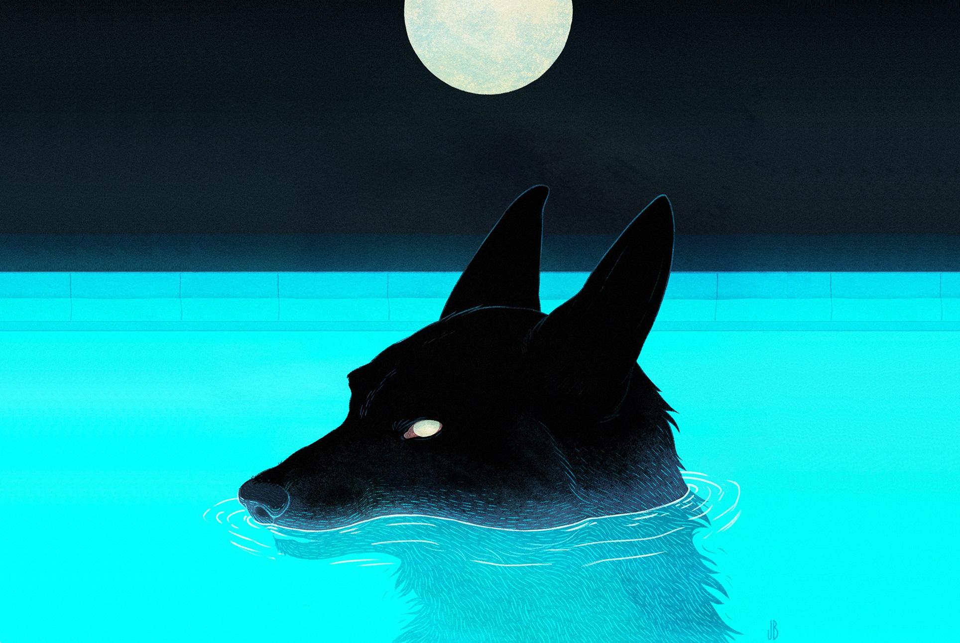 Download Animal Dog HD Wallpaper