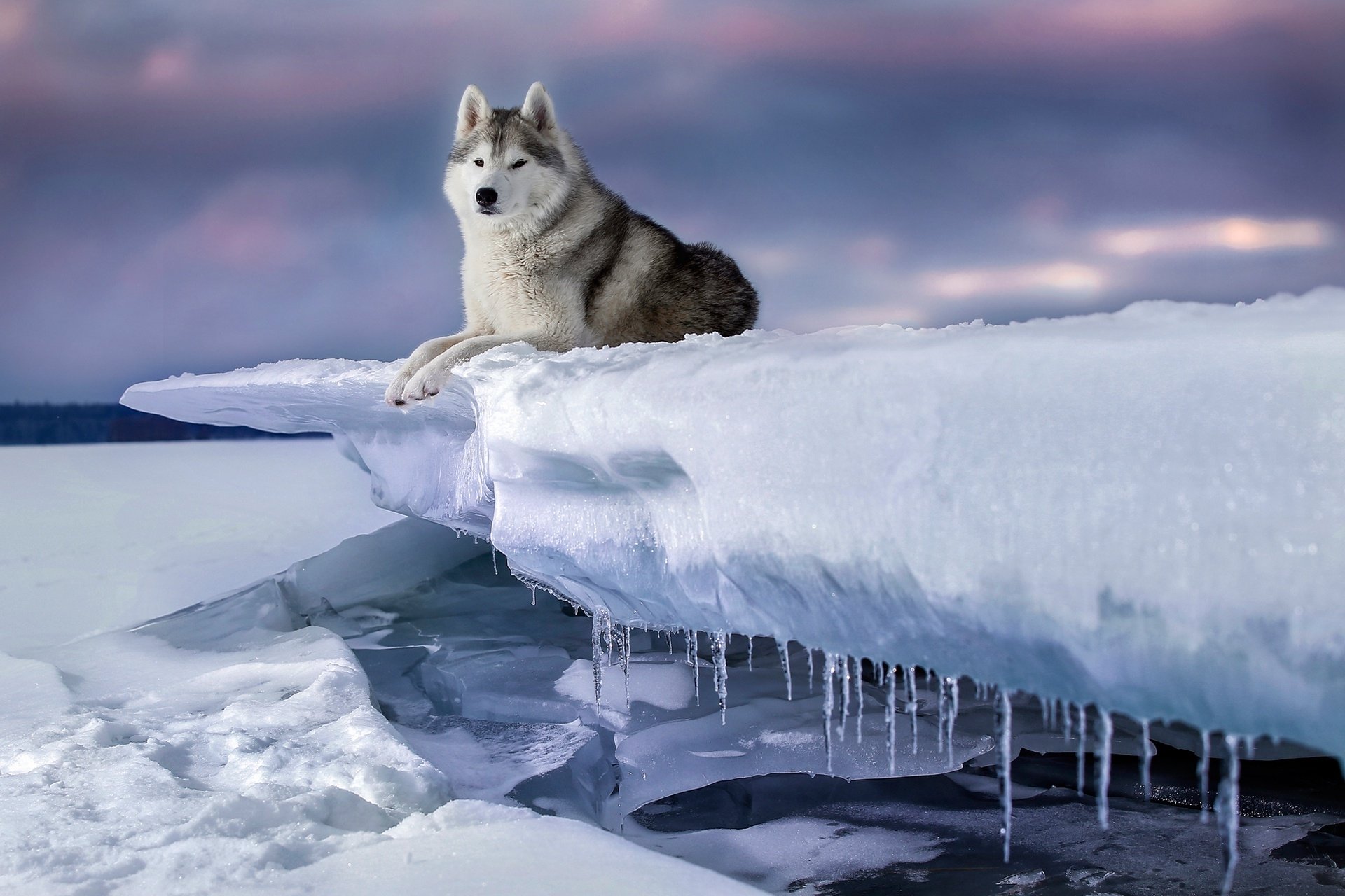Download Ice Dog Animal Siberian Husky HD Wallpaper