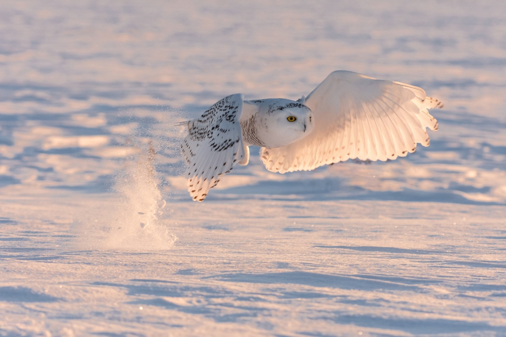 Snowy Owl in Flight – Stunning HD Winter Wildlife Wallpaper
