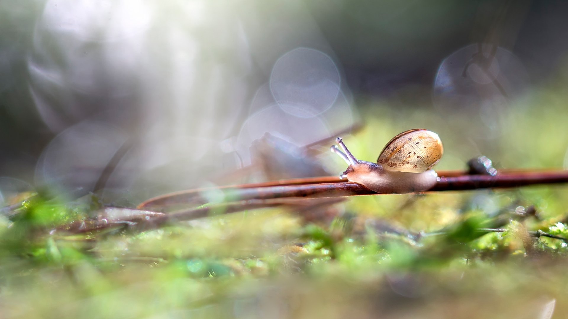 Download Bokeh Macro Animal Snail HD Wallpaper