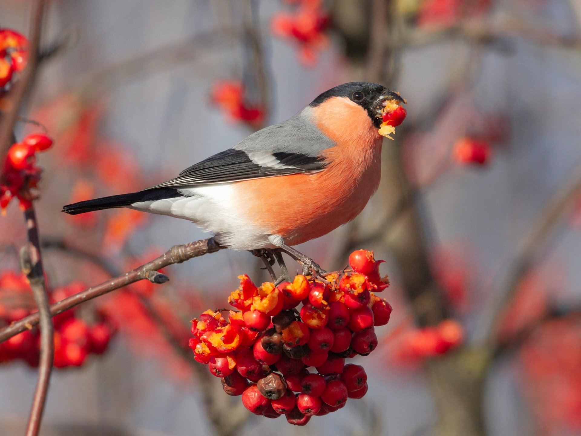 Download Passerine Bird Rowan Animal Bullfinch HD Wallpaper