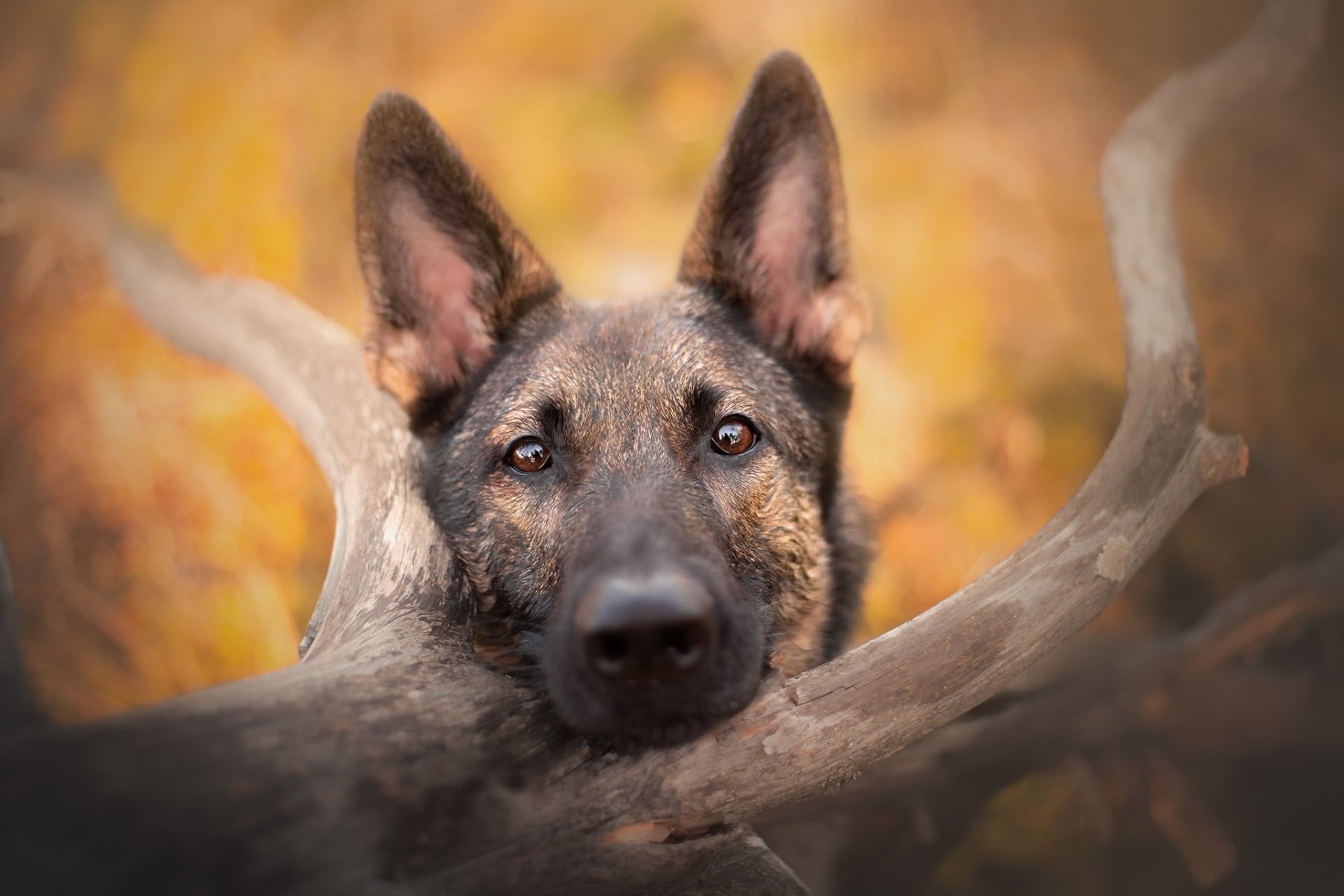 Download Stare Dog Animal German Shepherd HD Wallpaper